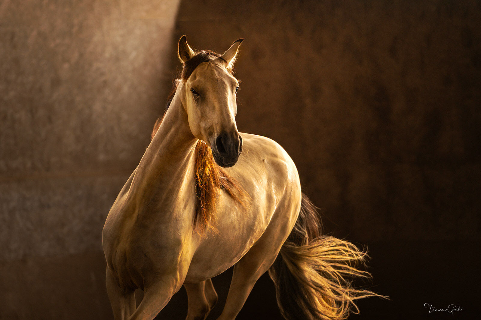 Golden Majesty - Limited edition Print | Tamara Gooch | Fine Art Equine ...