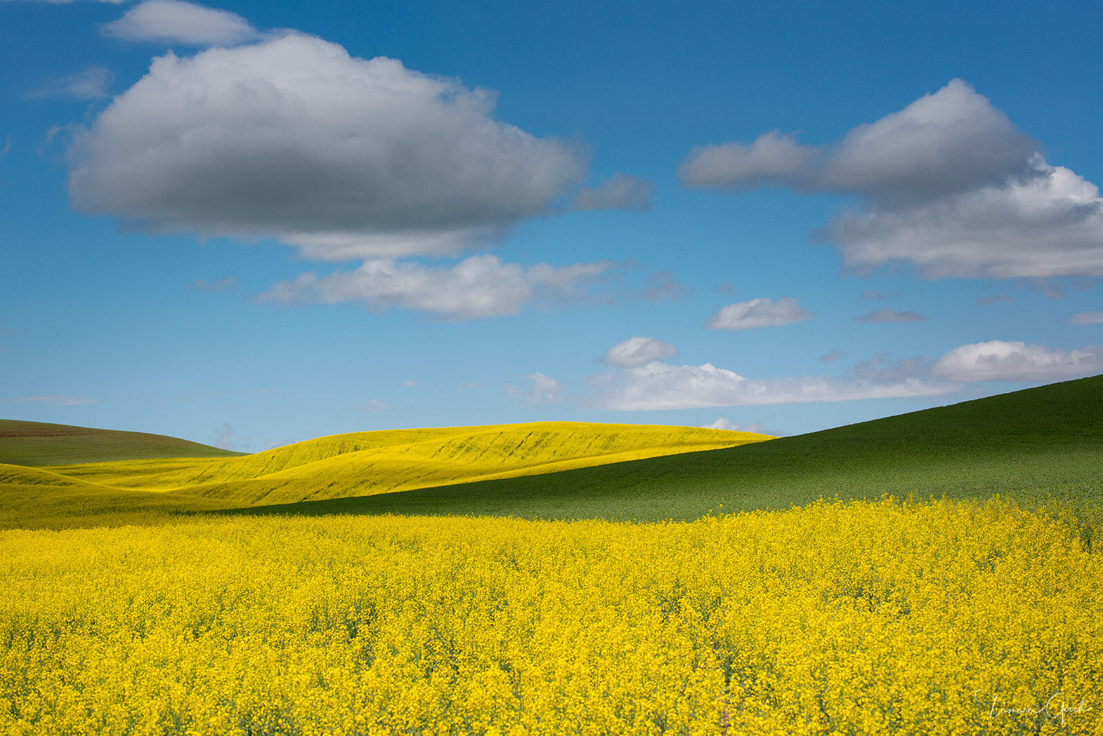 Stunning photo of yellow Canola flower fields with clouds | Tamara ...
